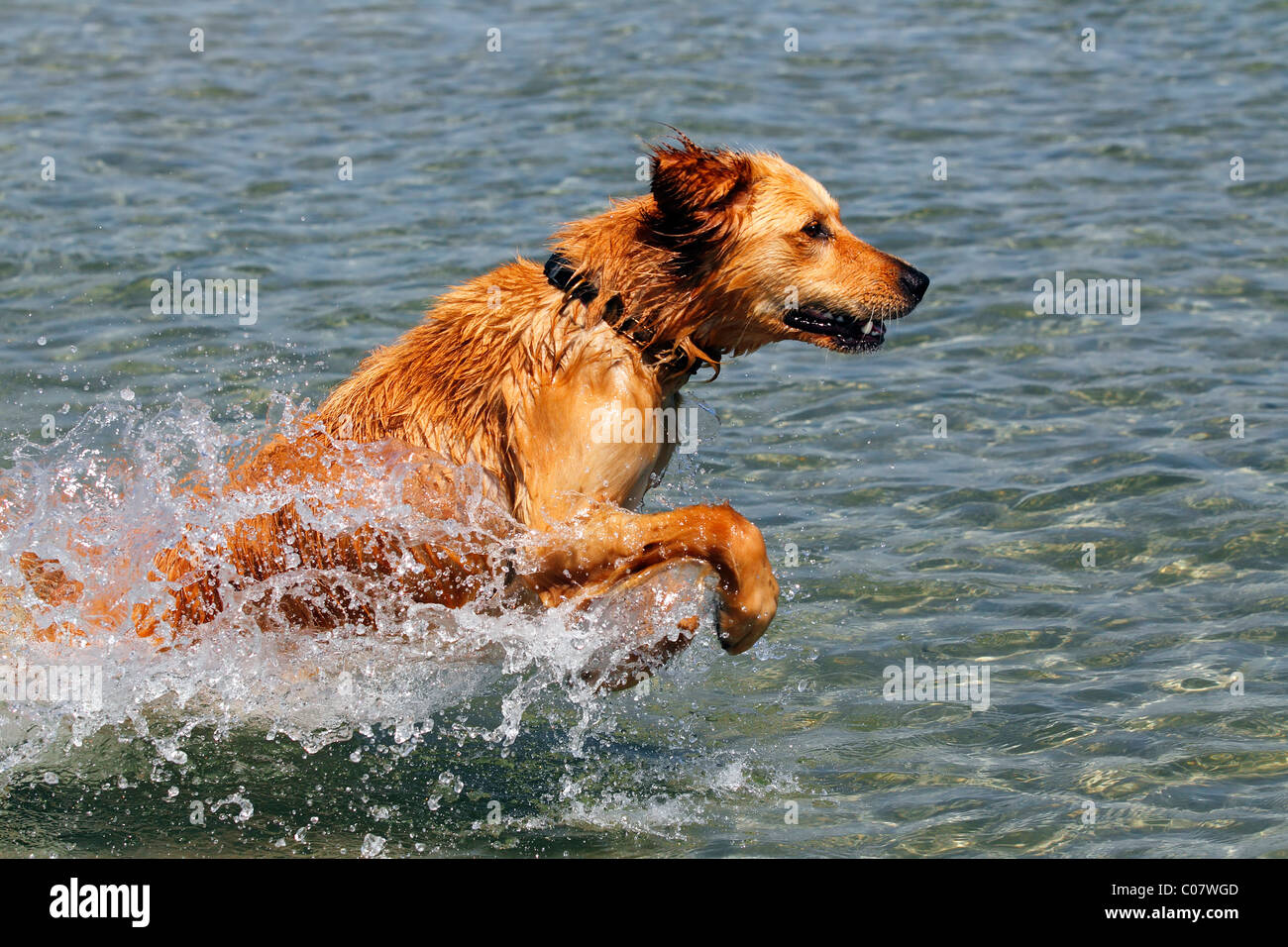 Dog Jumping Into Water