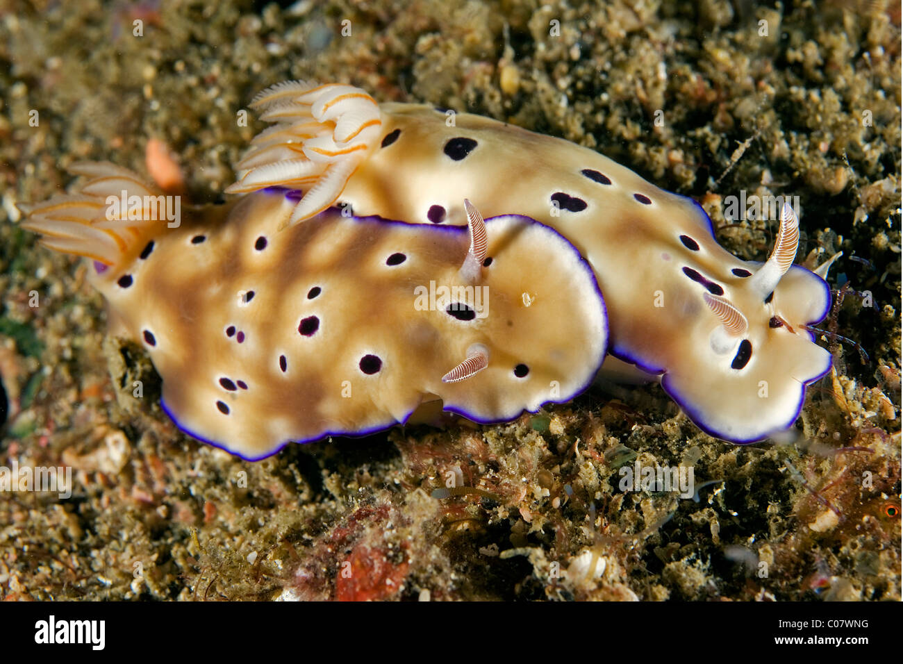 Tryons hi-res stock photography and images - Alamy