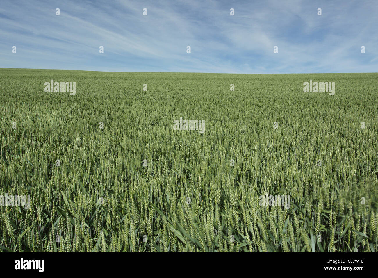 Field hesse fields scenery hi-res stock photography and images - Alamy