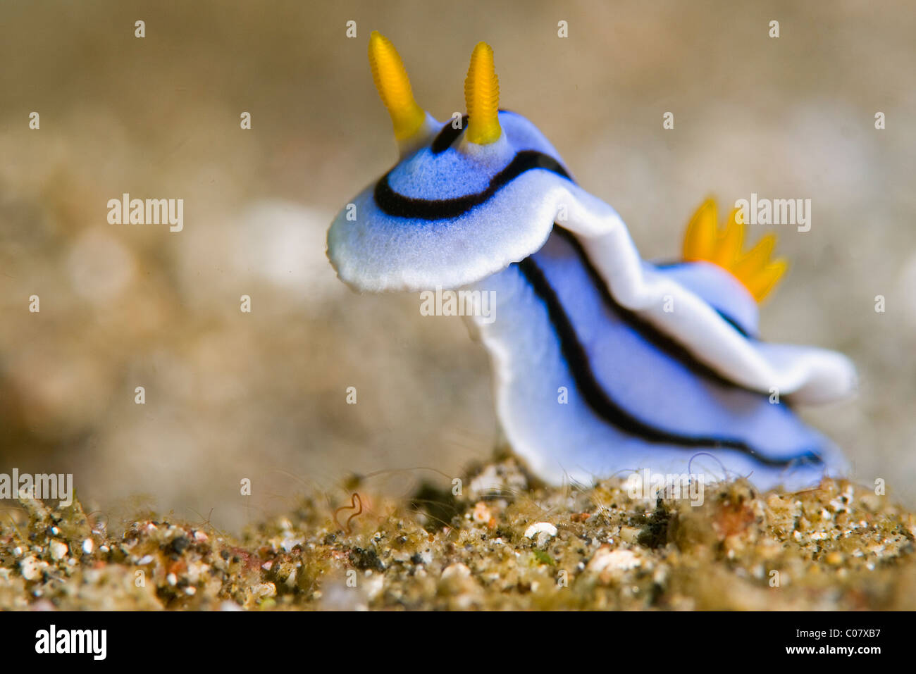 Chromodoris Lochi Stock Photos & Chromodoris Lochi Stock Images - Alamy