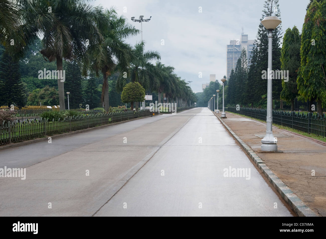 Trees on the both sides of a road in the city, Cubbon Park, Bangalore ...