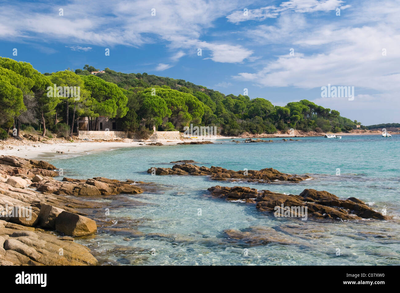 Pine trees on the beach, Gulf of Pinarellu, East Coast, Corsica, France ...