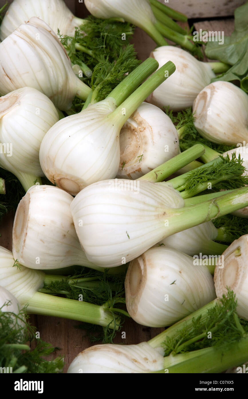 fennel fennels displayed greengrocer stall vegetables in street market ...