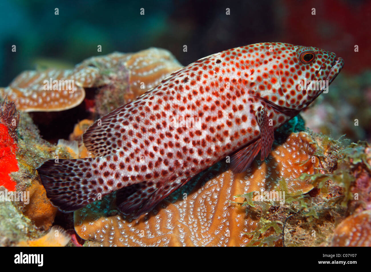 Grasby (Epinephelus cruentatus), swimming above coral reef, Saint Lucia ...