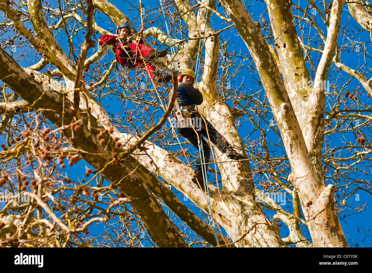 Peeling plane platanus tree bark hi-res stock photography and images ...