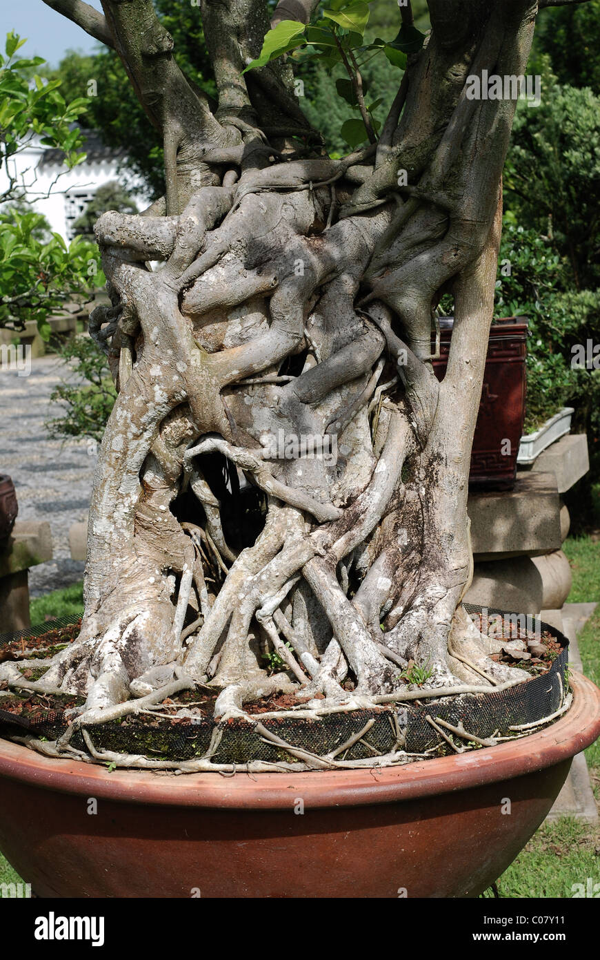 Root bonsai hi-res stock photography and images - Alamy