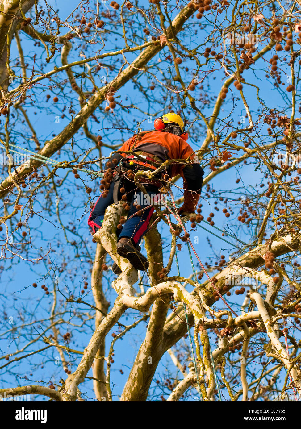 Expert tree climber hi-res stock photography and images - Alamy