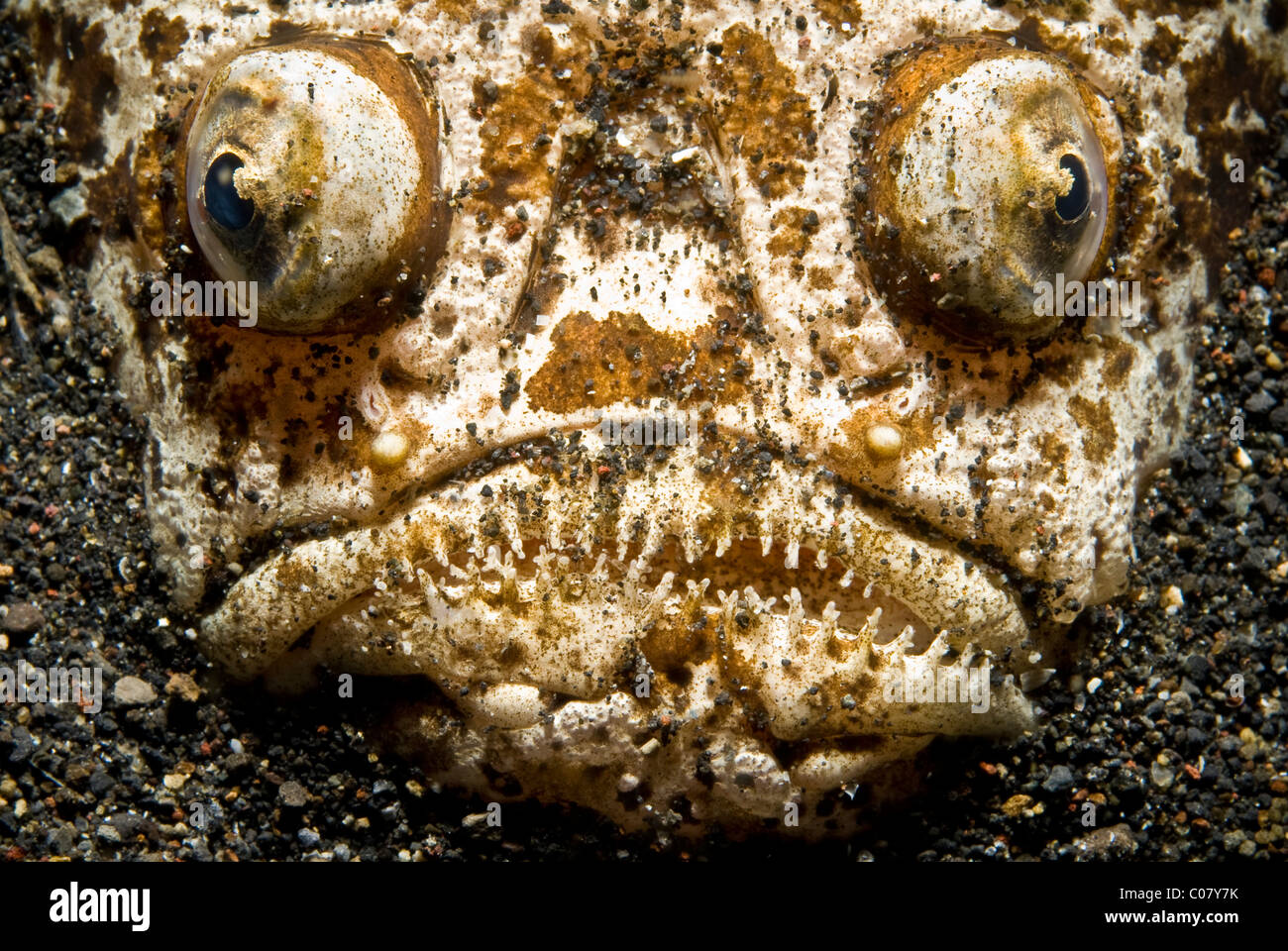 Stargazer eye hi-res stock photography and images - Alamy