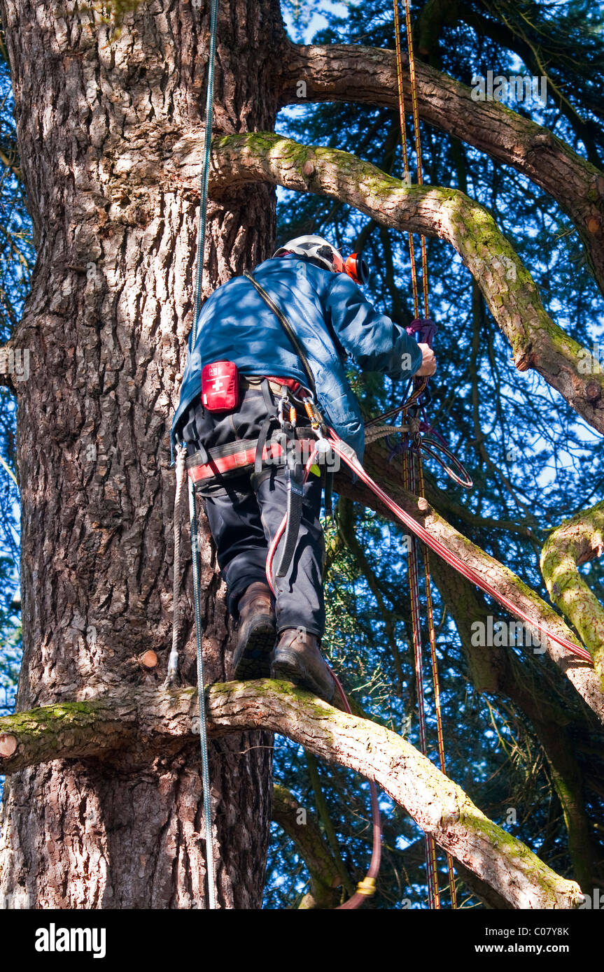 Tree surgeon checking tall Cedar tree - Indre-et-Loire, France Stock ...