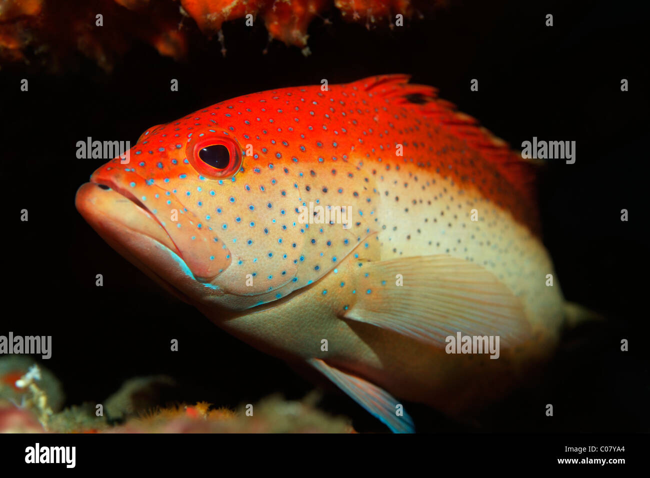 Speckled hind fish hi-res stock photography and images - Alamy