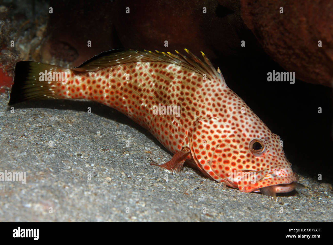 Speckled hind fish hi-res stock photography and images - Alamy