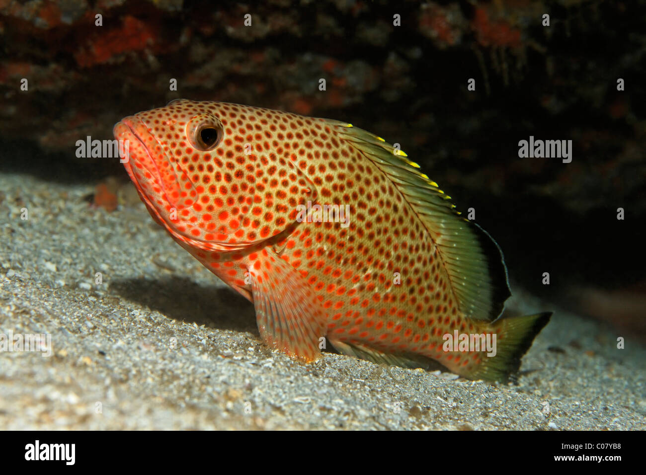 Speckled hind fish hi-res stock photography and images - Alamy