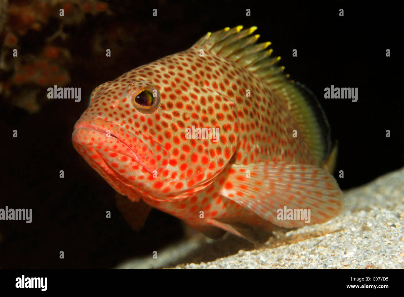 Speckled hind fish hi-res stock photography and images - Alamy