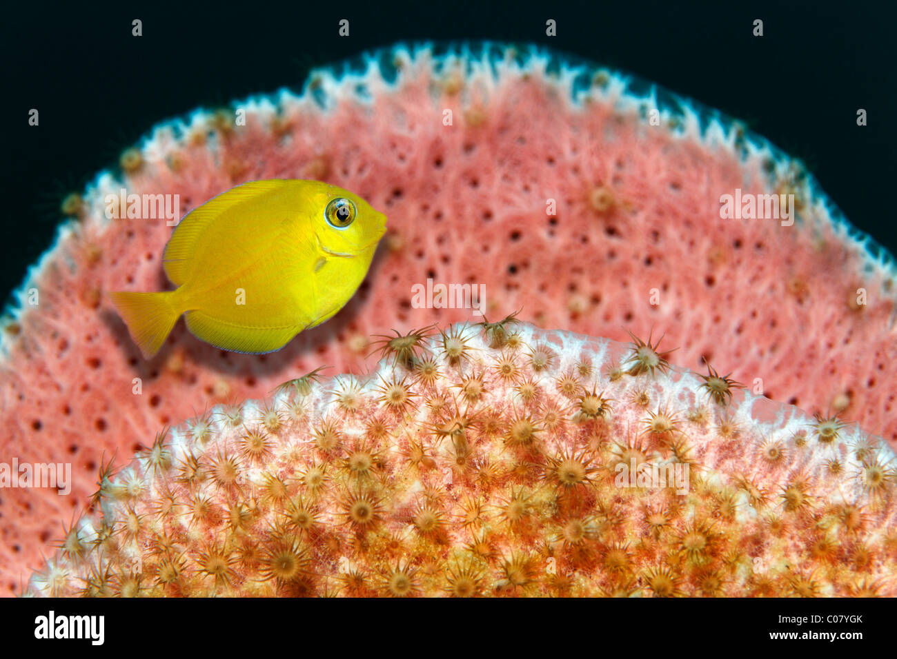 Blue Tang (Acanthurus coeruleus), yellow juvenile form, hiding in ...