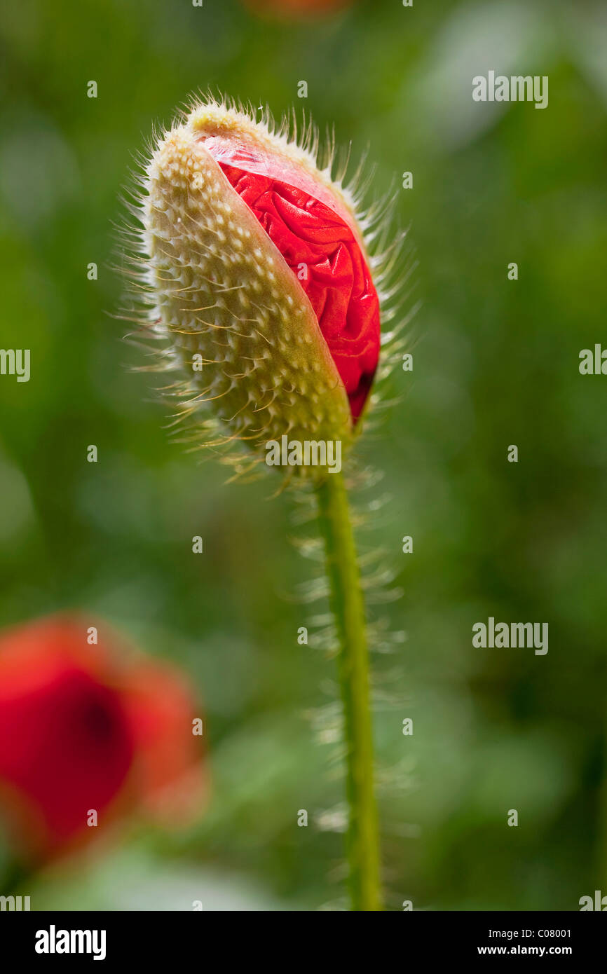 Bud types hi-res stock photography and images - Alamy