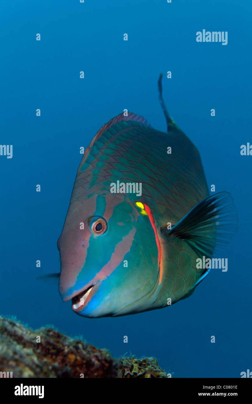 Parrotfish hi-res stock photography and images - Alamy