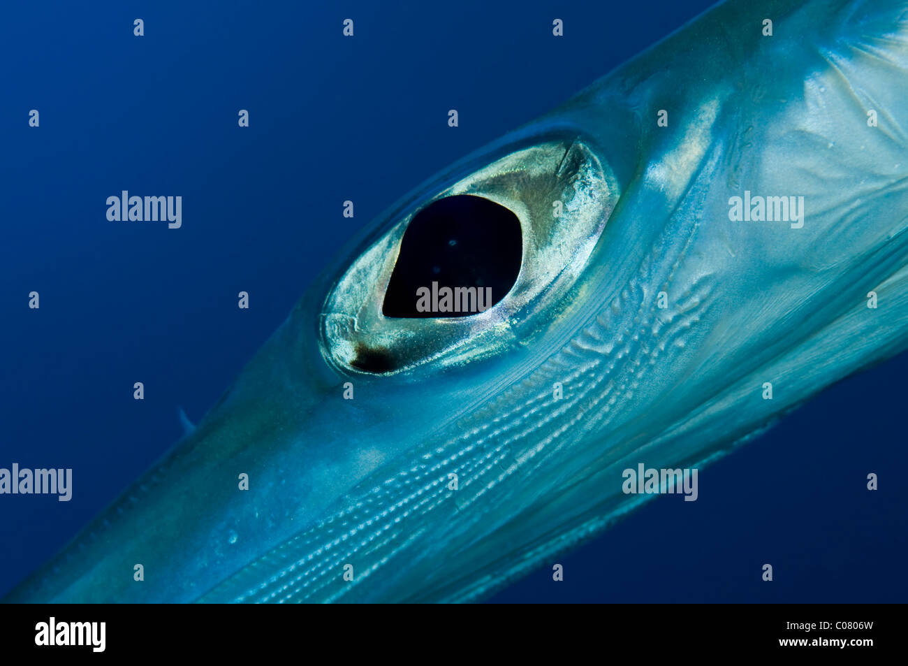 Cornetfish hi-res stock photography and images - Alamy