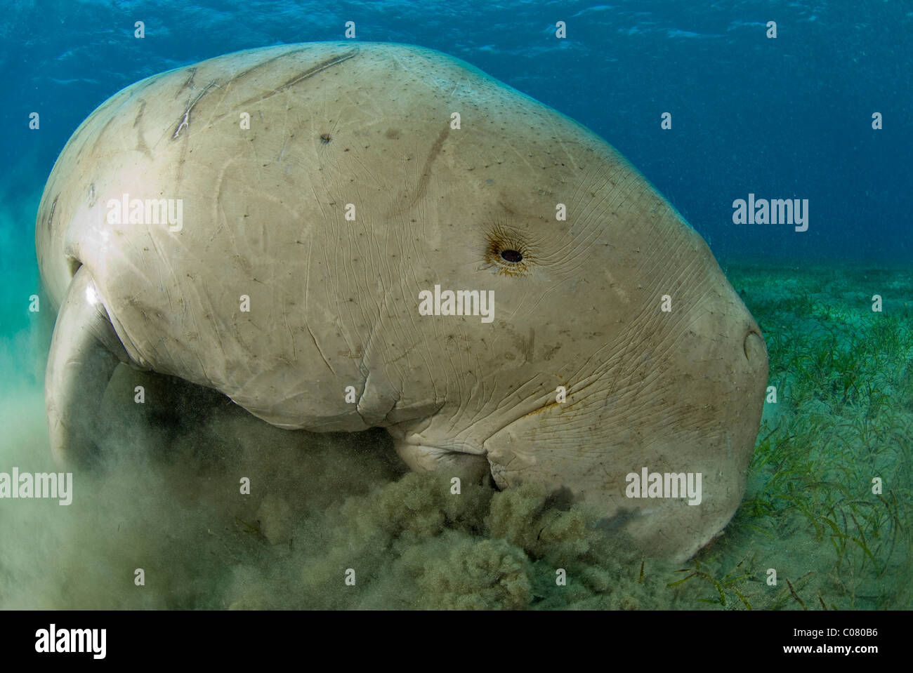 Dugong eating seagrass hi-res stock photography and images - Alamy
