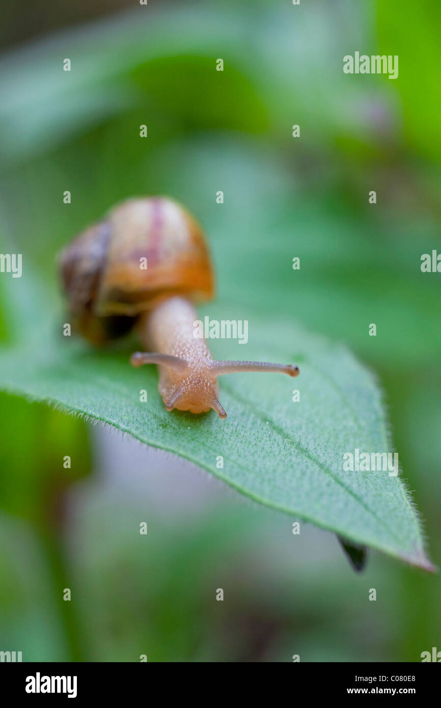 Snail with snail shell Stock Photo - Alamy