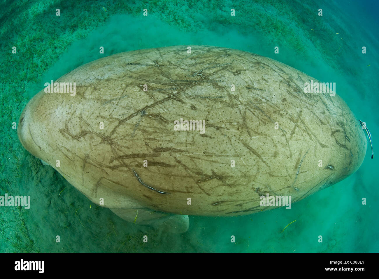 Back egypt hi-res stock photography and images - Alamy
