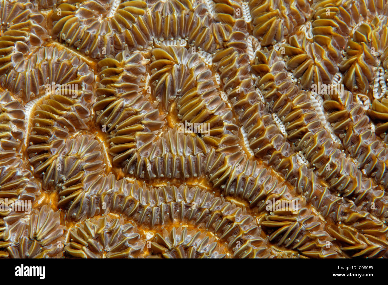 Polyps, stony coral, brain coral, Saint Lucia, St. Lucia Island ...