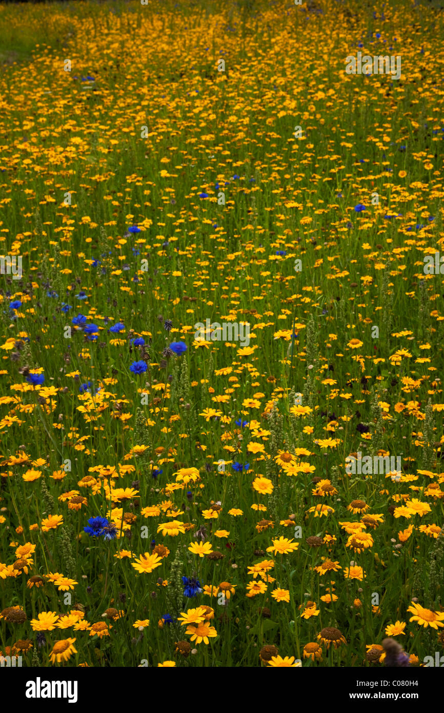 Field of wild flowers and yellow daisies Norfolk East Anglia England ...