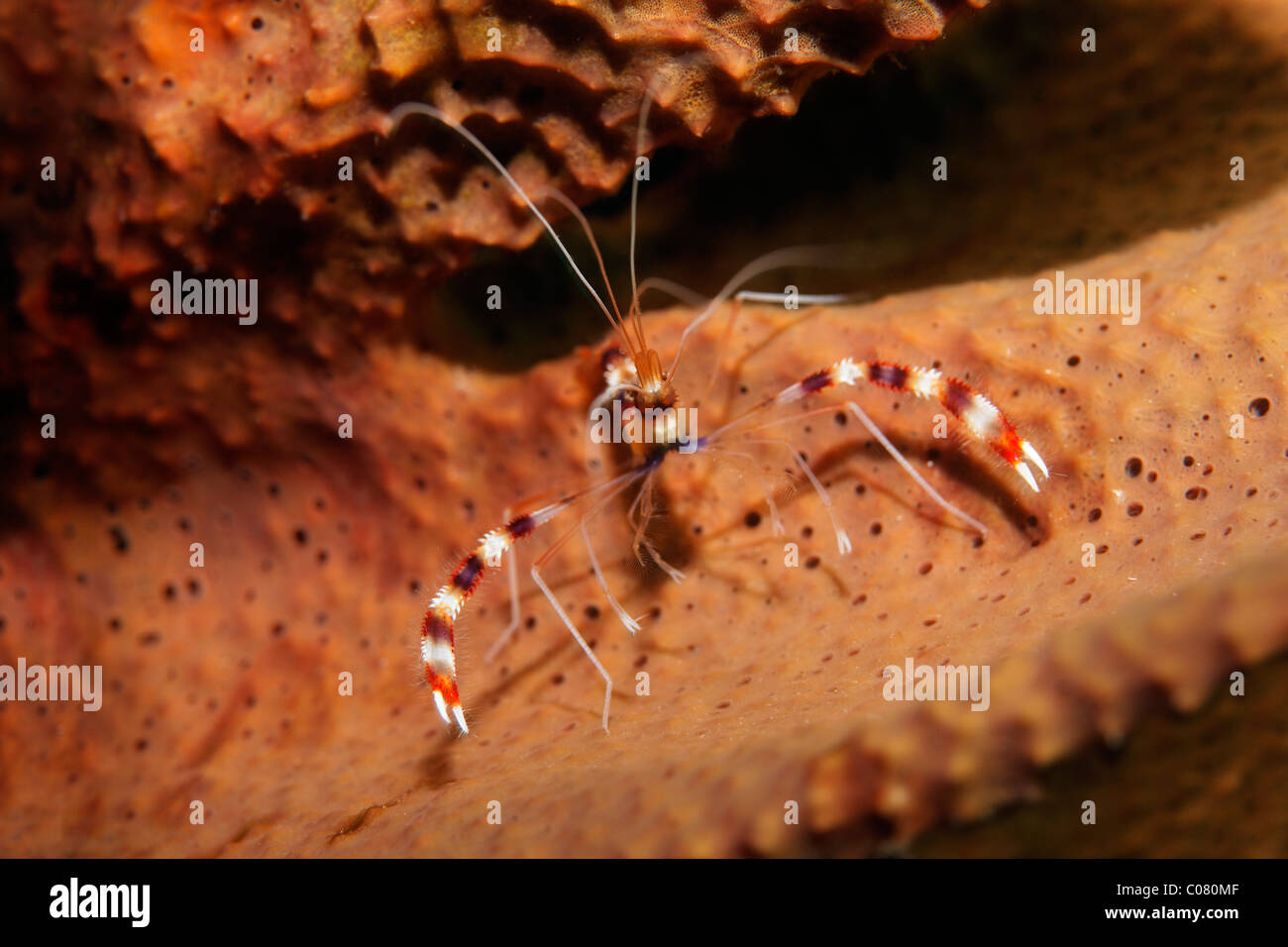 Banded Coral Shrimp (Stenopus hispidus), resting on sponge, Saint Lucia ...