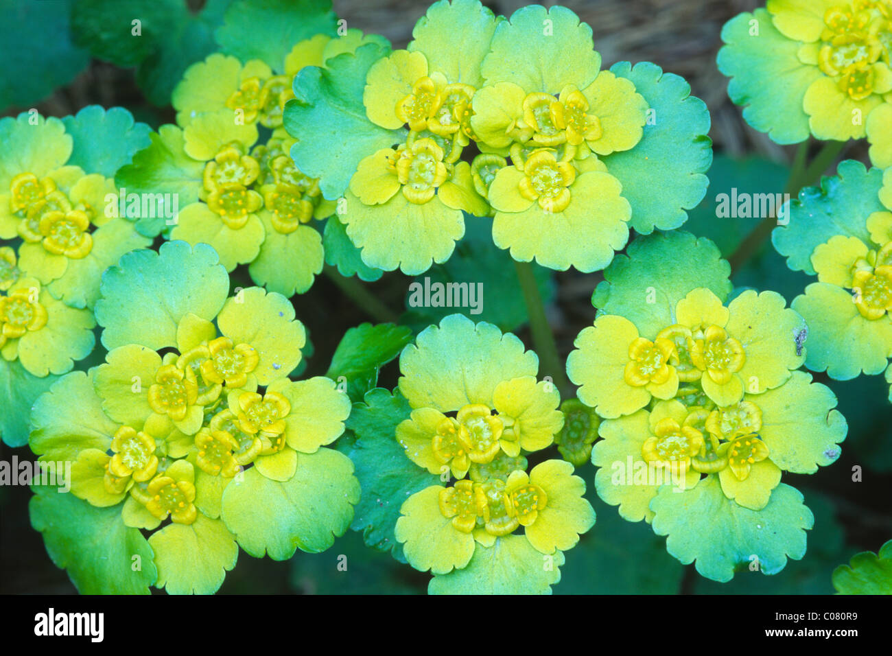 Alternate-leaved Golden Saxifrage (Chrysosplenium alternifolium ...