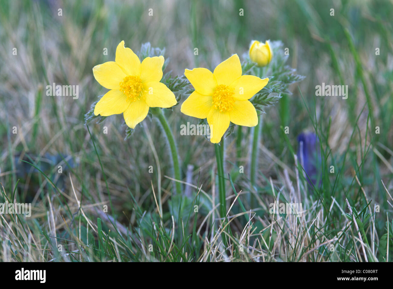 Yellow Alpine Pasqueflowers or Alpine Anemone (Pulsatilla alpina subsp ...