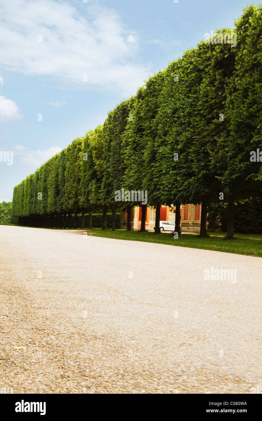 Treelined along a walkway, Chateau de Versailles, Versailles, Paris ...