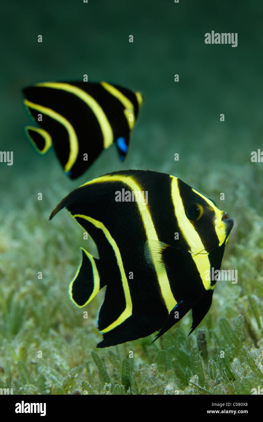 Baby French Angelfish