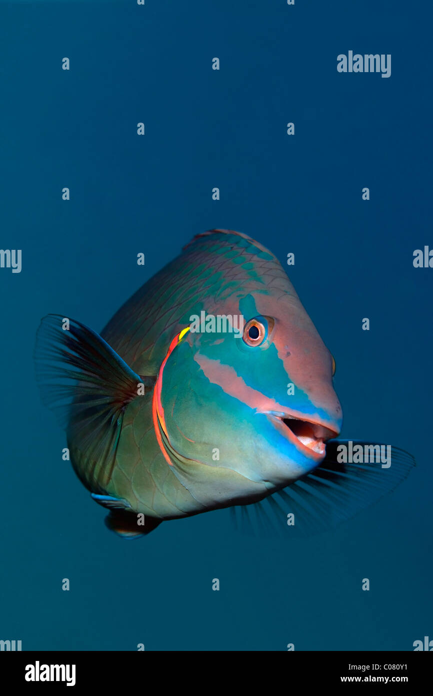 Redband Parrotfish (Sparisoma aurofrenatum), swimming in blue water ...
