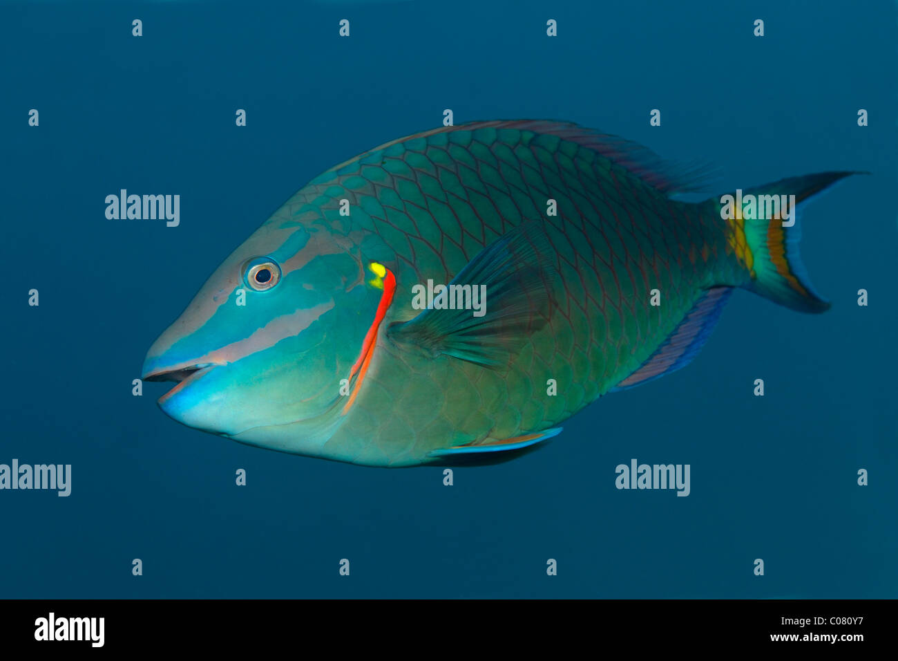 Redband Parrotfish, (Sparisoma aurofrenatum), swimming in blue water ...