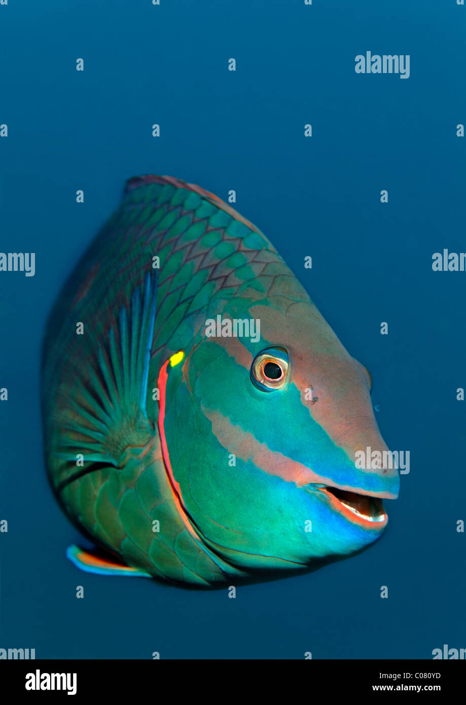 Redband Parrotfish, (Sparisoma aurofrenatum), swimming in blue water ...