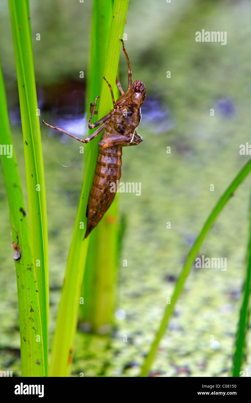 The exuvia hi-res stock photography and images - Alamy