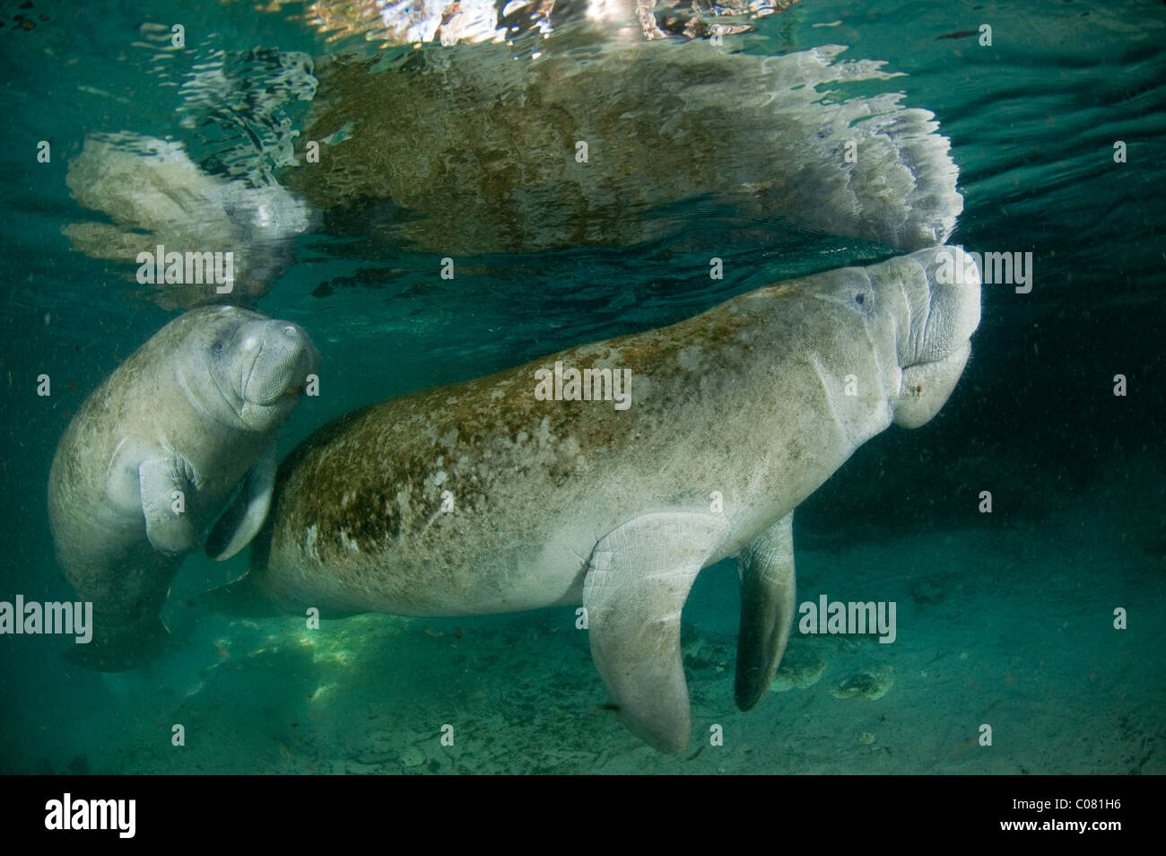 Manatee pair hi-res stock photography and images - Alamy