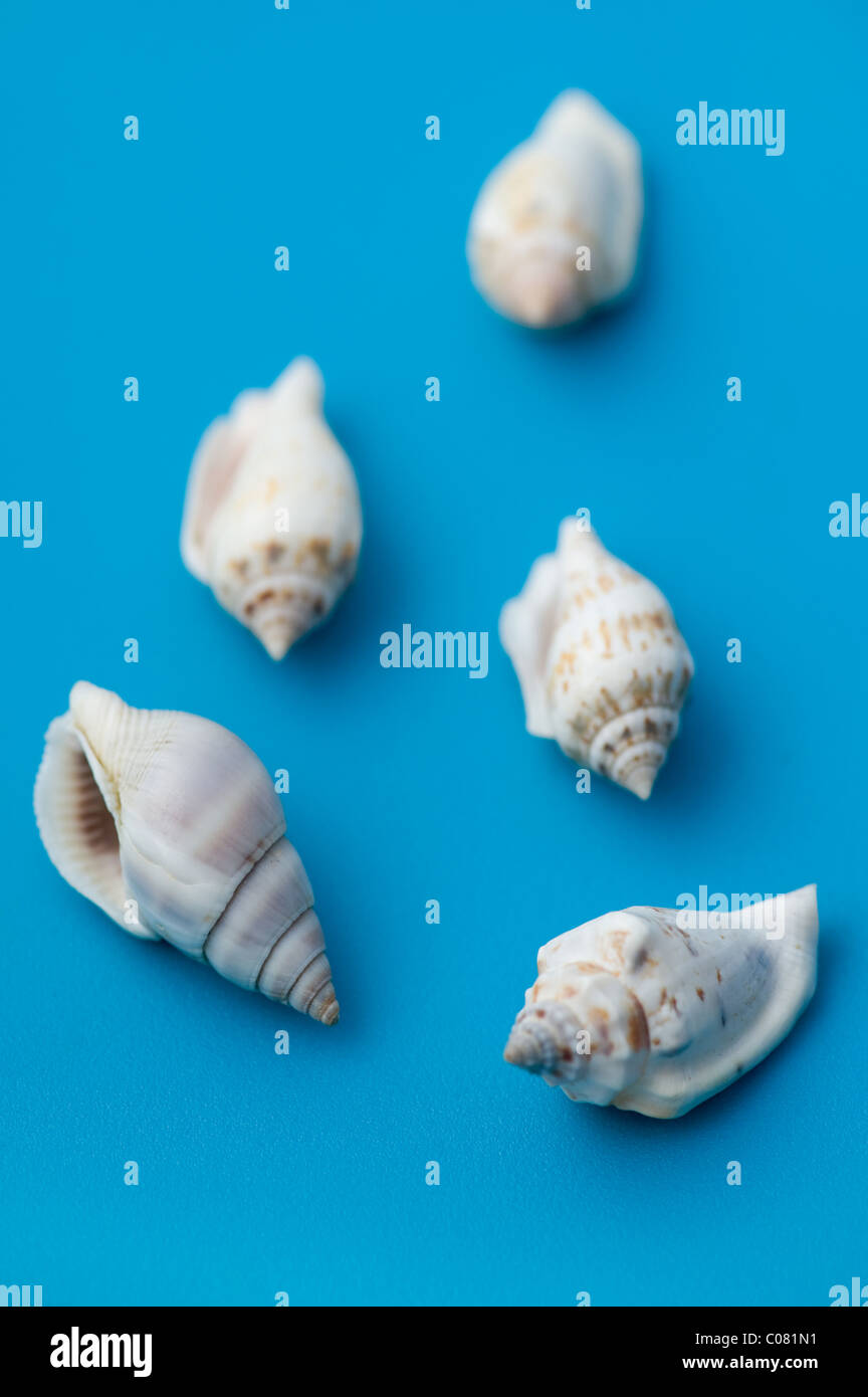 object on blue - seashell close up Stock Photo - Alamy