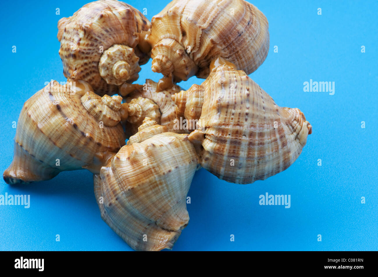 object on blue - seashell close up Stock Photo - Alamy