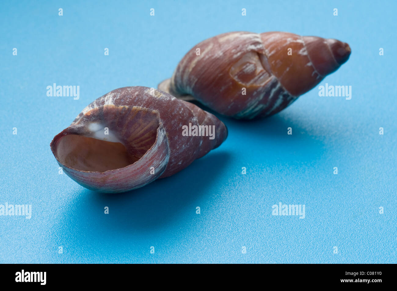 object on blue - seashell close up Stock Photo - Alamy