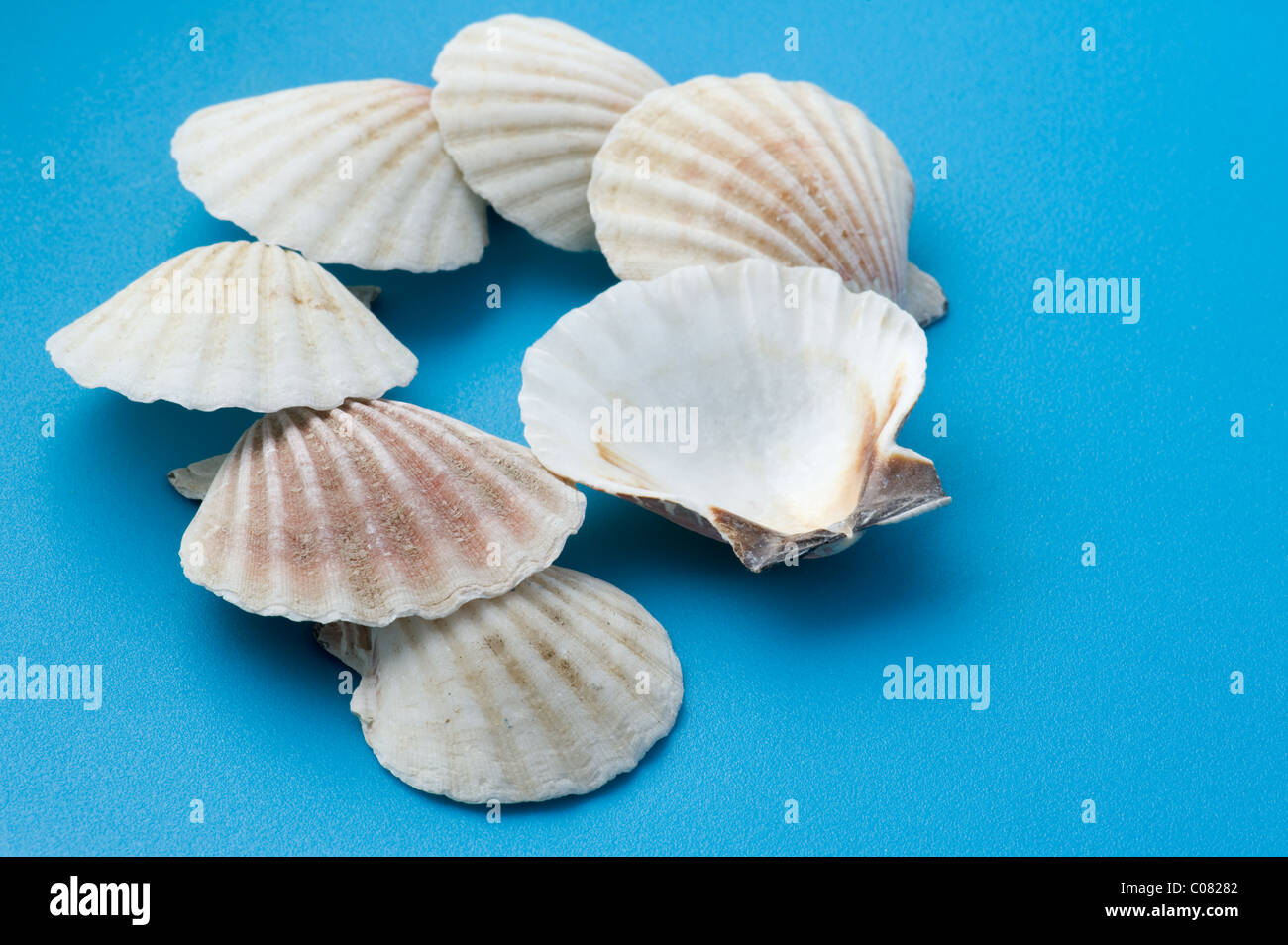 object on blue - seashell close up Stock Photo - Alamy