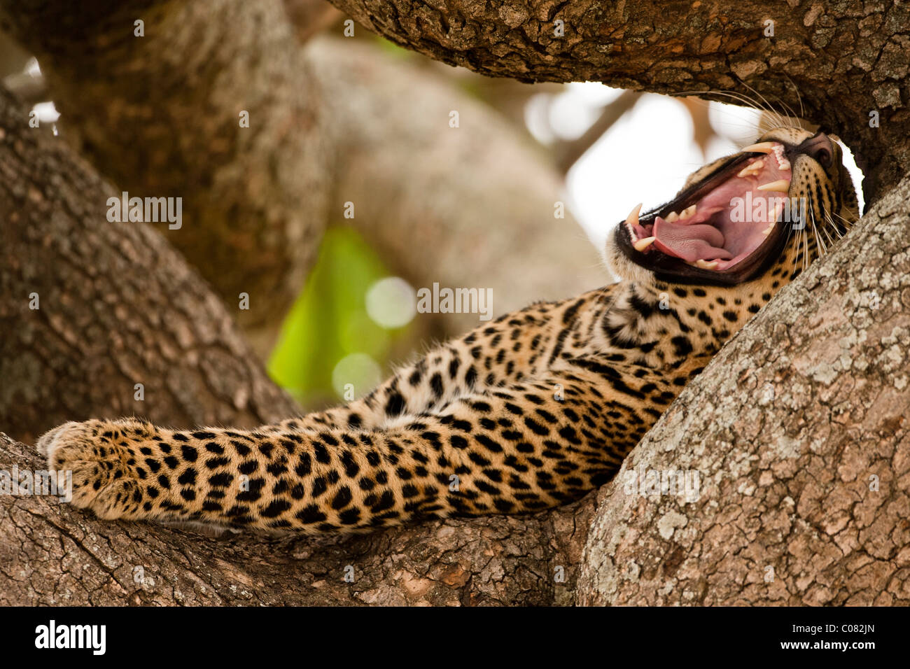 Leopard resting in tree, yawning, East Africa Stock Photo - Alamy