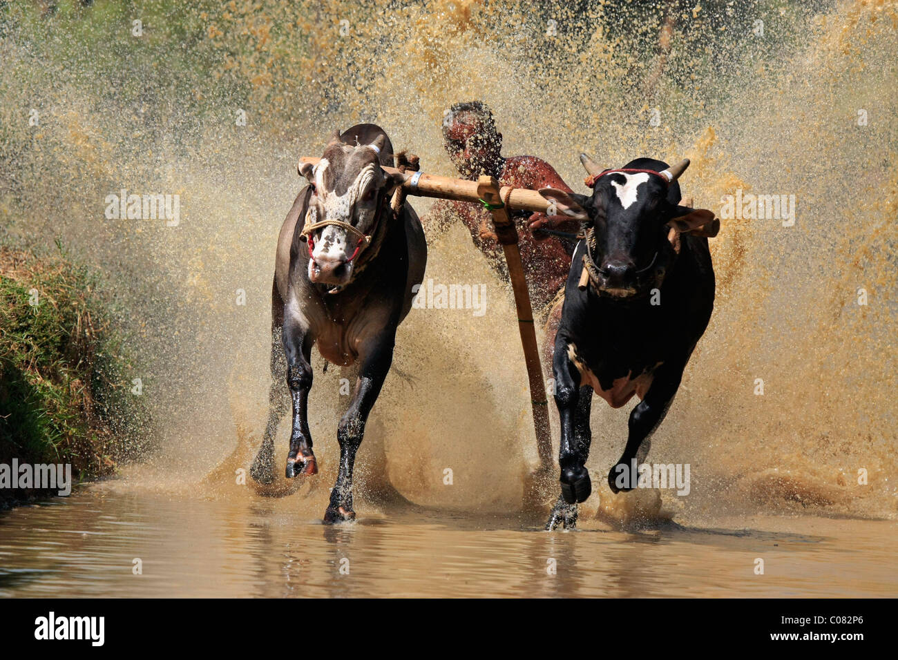 maramadi or cattle race in palakad,kerala,India Stock Photo - Alamy