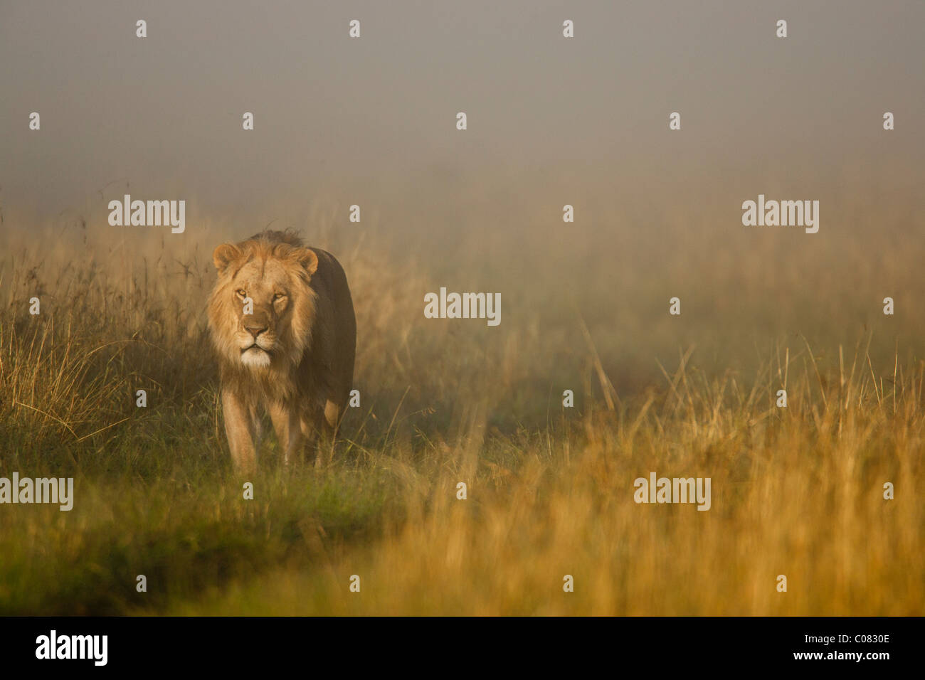 Lion emerging from the fog hi-res stock photography and images - Alamy