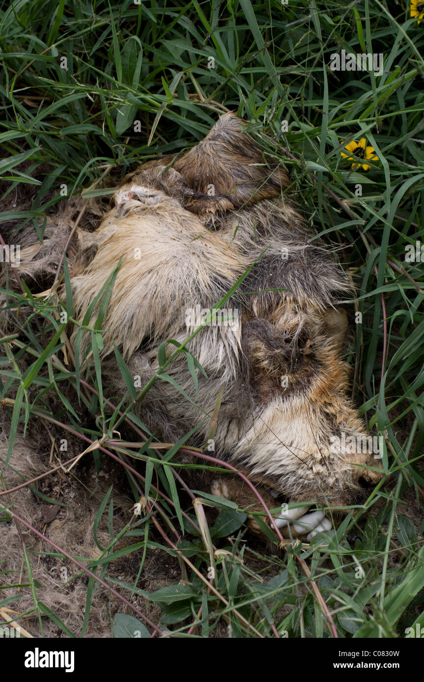 Corpse of dog hi-res stock photography and images - Alamy