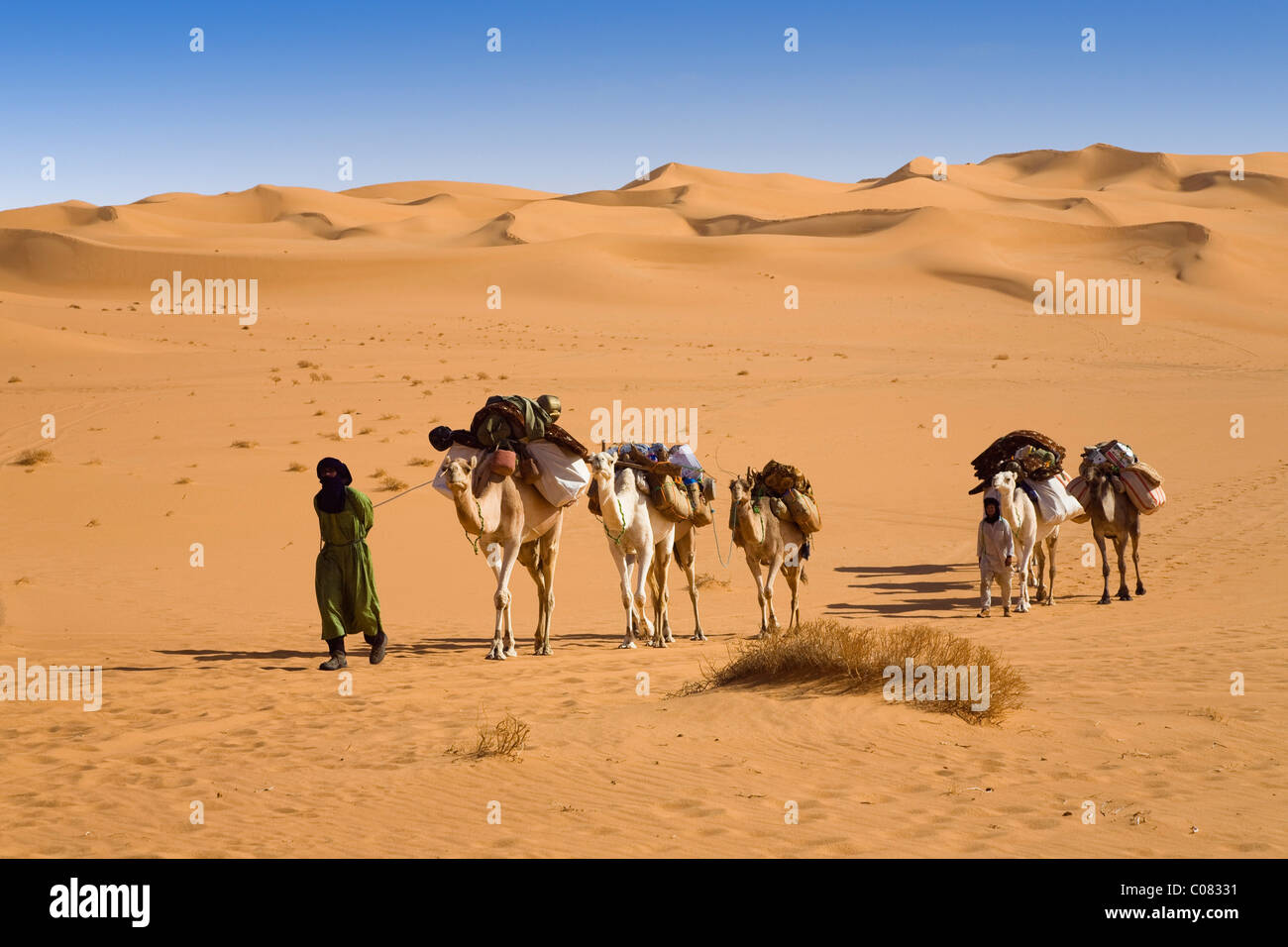 Libya sahara camel camels hi-res stock photography and images - Alamy