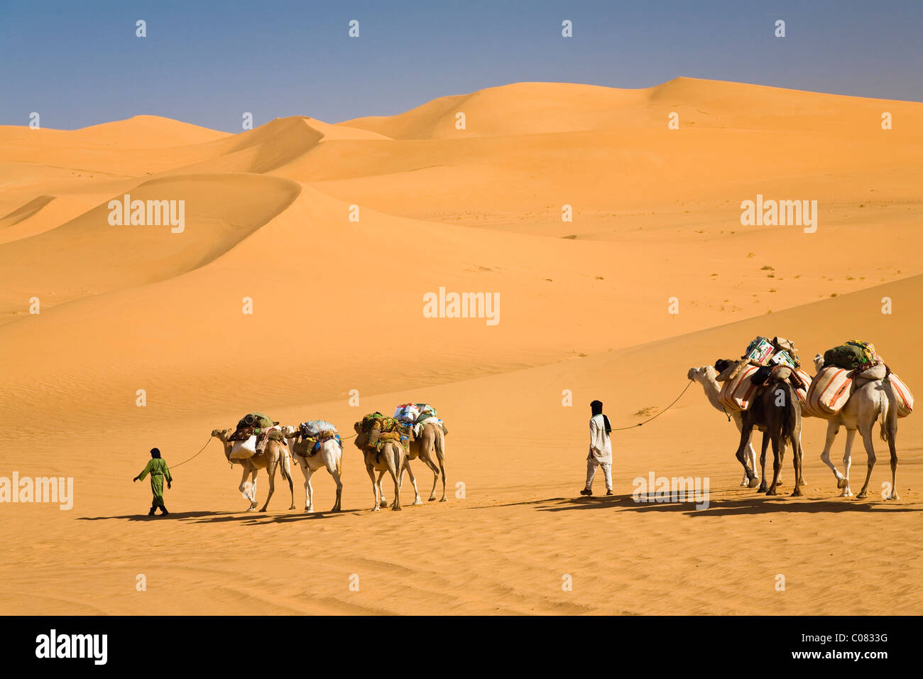 Camel caravan in the Libyan desert, Camels (Camelus dromedarius), Libya ...