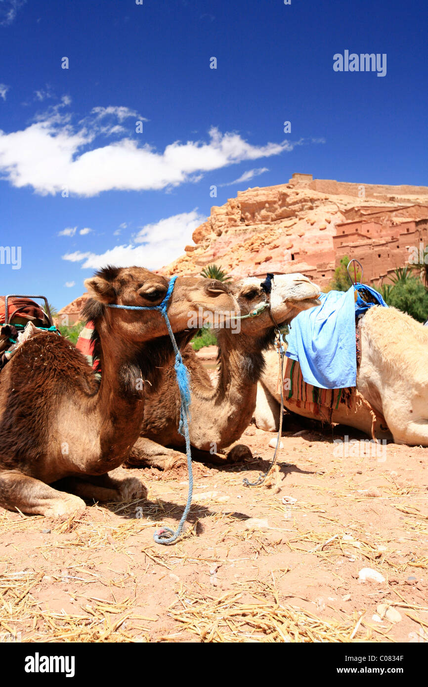 Berbers atlas mountains camels hi-res stock photography and images - Alamy