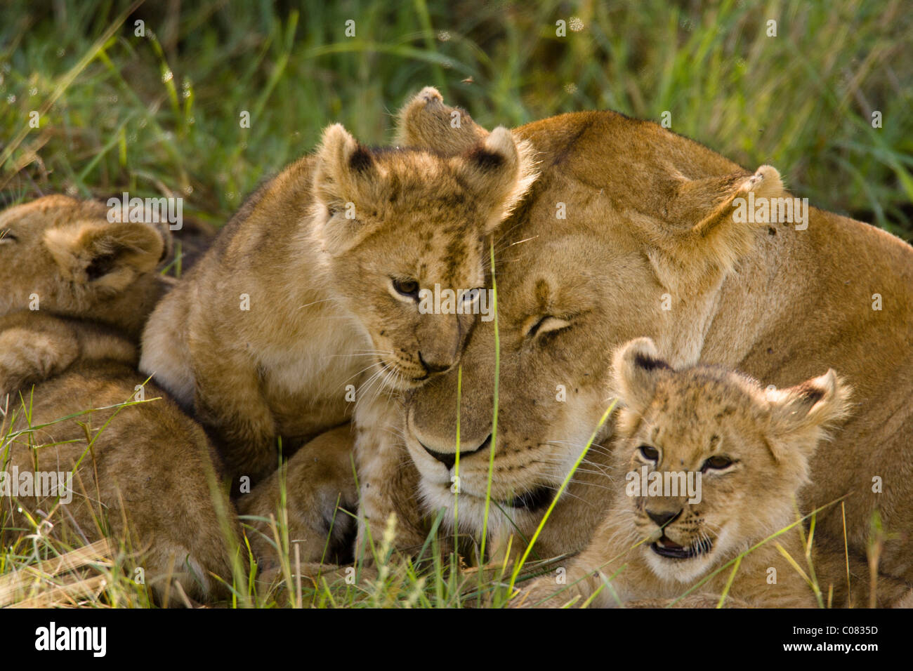 Female lion protecting cubs hi-res stock photography and images - Alamy