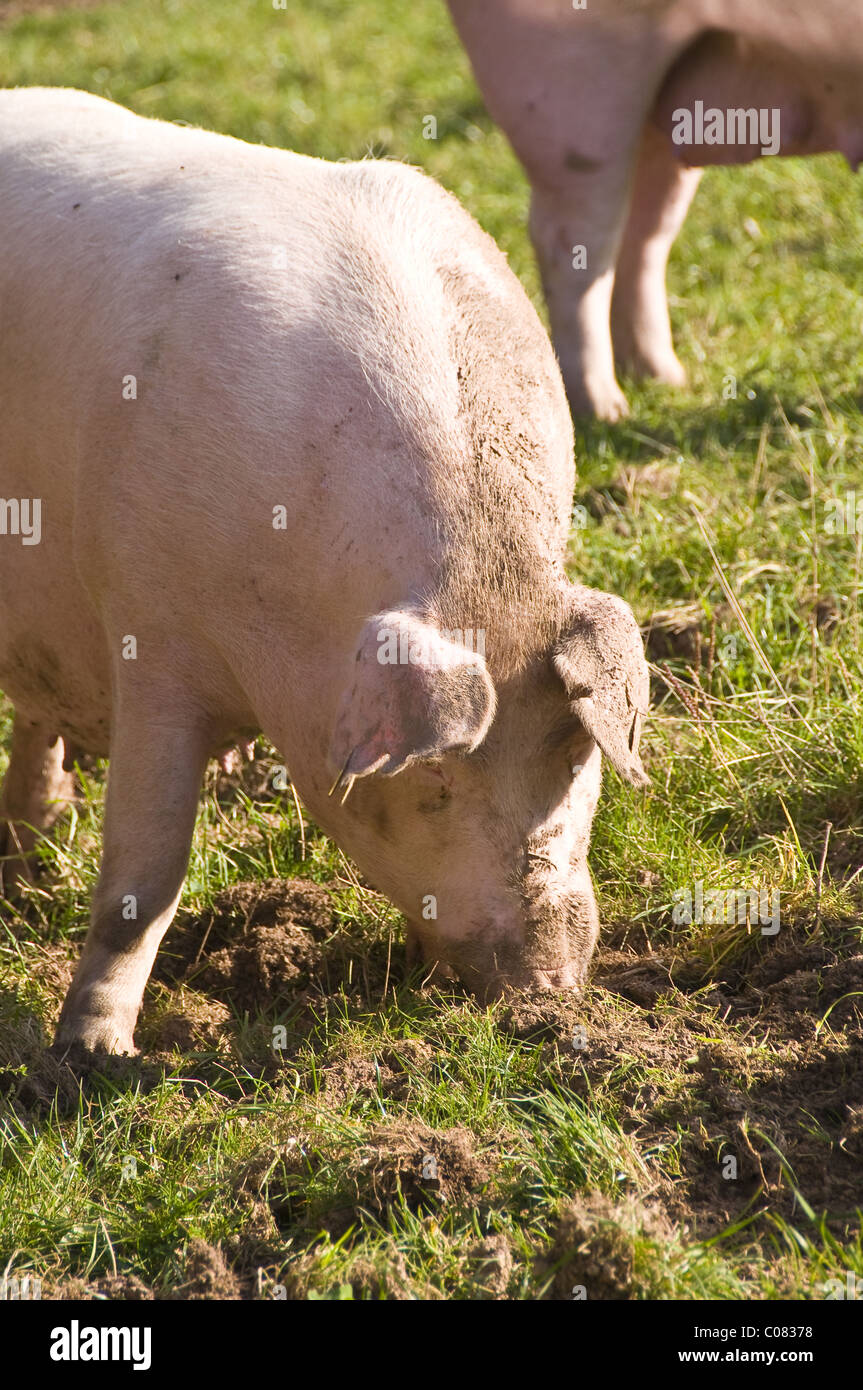 Pig breeding hi-res stock photography and images - Alamy