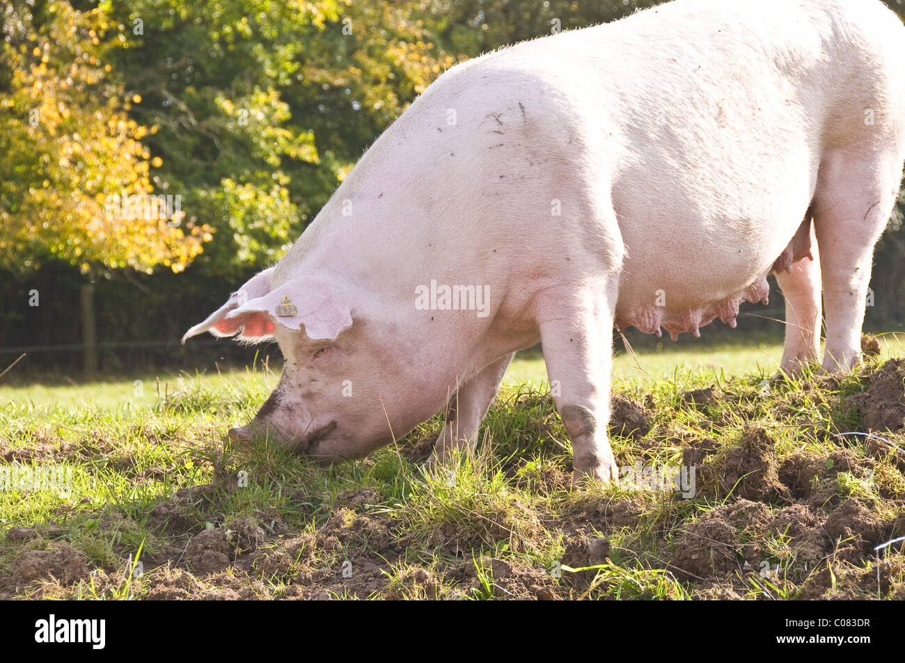 Zitzen hi-res stock photography and images - Alamy